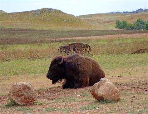 Custer State Park Wildlife Loop South Dakota Obligatory Traveler