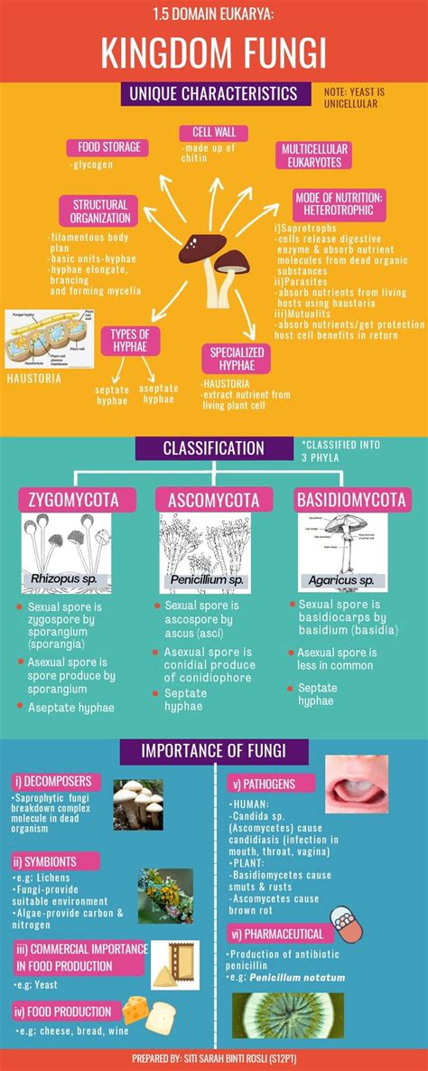 Best 13 Domain Eukarya Kingdom Fungi Artofit
