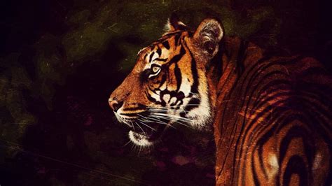 Treat Ringworm In Cats Effectively With These Steps Complete Cat Guide