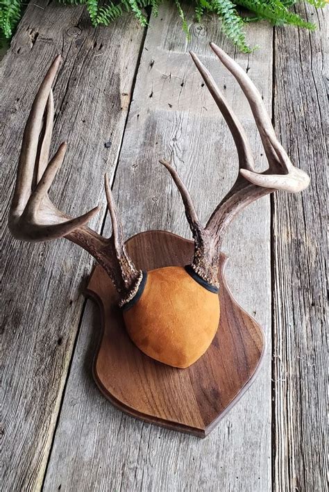 Antler Mount Wall Plaque Taxidermy Board Rustic Cedar Barnwood Style Etsy In 2025 Antler