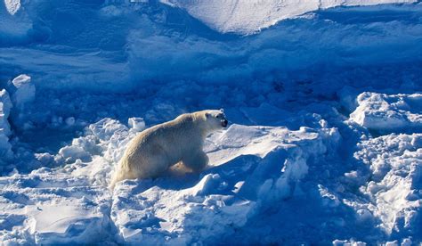 The State Of Polar Bears In Greenland Polar Journal