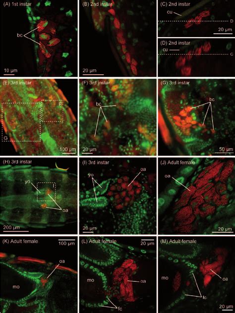 Localization Of The Symbiont In Nymphs And Adults Of C Columbae A