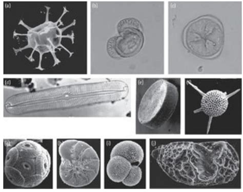 There Are Many Types Of Microfossils And Only Those That