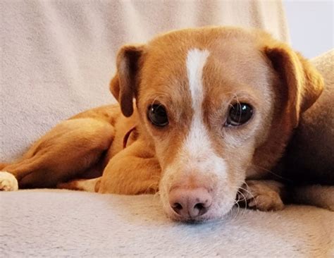 Dog For Adoption Bandit A Terrier In Bangor Trident Base Wa Alpha Paw
