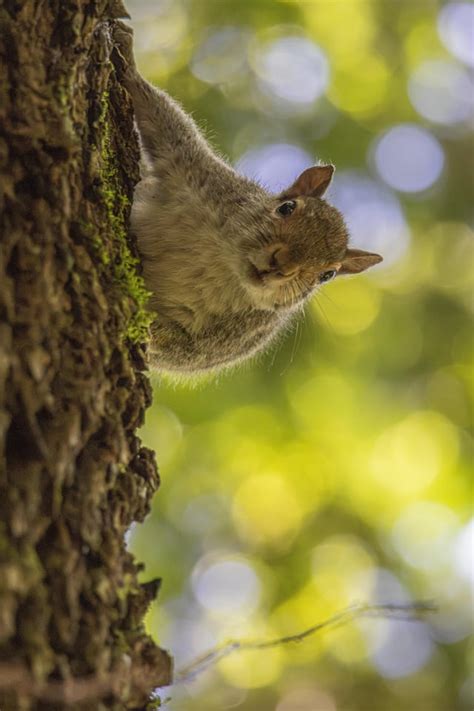Squirrel Rphotos