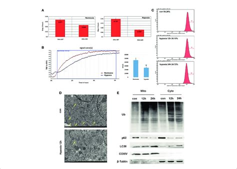 Hypoxia Suppressed Mitochondrial Function And Promoted Mitophagy Of