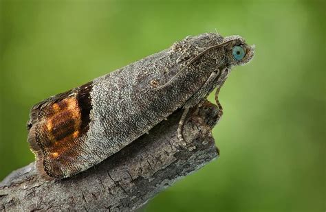 How To Prevent And Get Rid Of Codling Moths In Your Garden