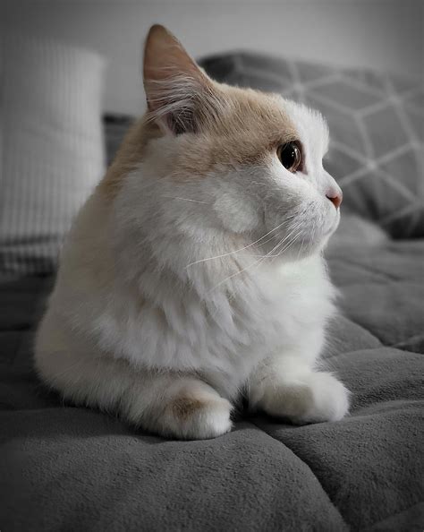 Fluffy Munchkin Kittens