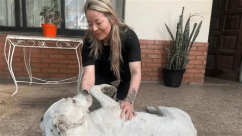 Un Perro Defendió A Su Dueña De Un Delincuente Que Trató De Asfixiarla