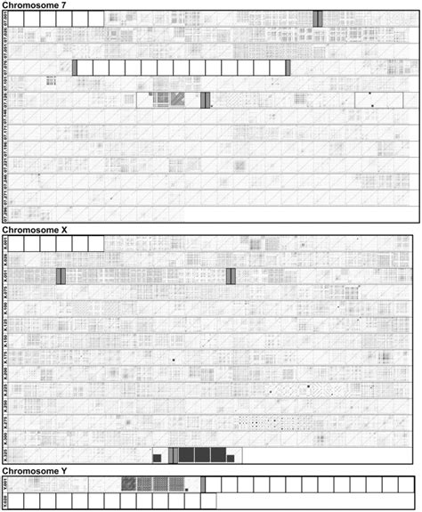 The Re Arrays Plotted From The Genome Units Subunits Of Chromosomes 7 Download Scientific