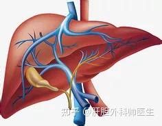 总胆汁酸升高，是不是我的肝脏出问题了？ 知乎