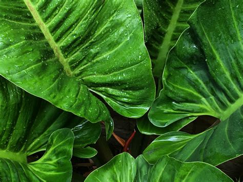Folha Verde Jardim Foto Gratuita No Pixabay Pixabay