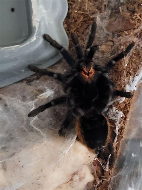 Is My Tarantula Dead Or Molting R Tarantulas