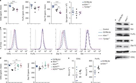 Klrk1− − And Tyrobp− − Nk Cells Have Reduced Levels Of Cd3ζ And Zap 70