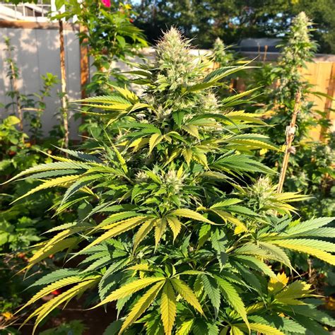 Purple People Eater Feminized Seeds Royal King Seeds Usa
