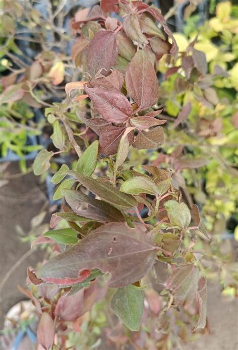 Acalypha Wilkesiana Copperleaf Live Plant Vgr Gardens