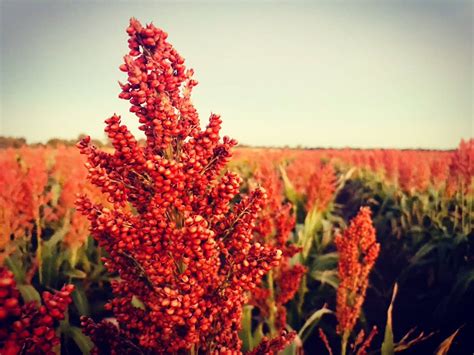 Sorghum Harvest Commences But Production Threatened Grain Central