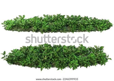 3d Render Flowering Plants Shrubs On Stock Illustration 2246399933 Shutterstock