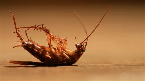 Cockroach Problem Heres What To Do Green Shield Pest Control