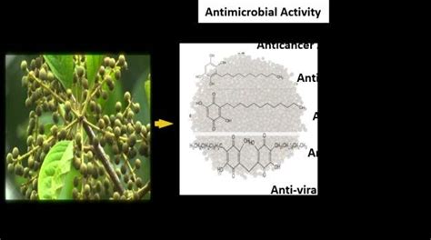 Pharmacological Activities Of Embelia Ribes Download Scientific Diagram