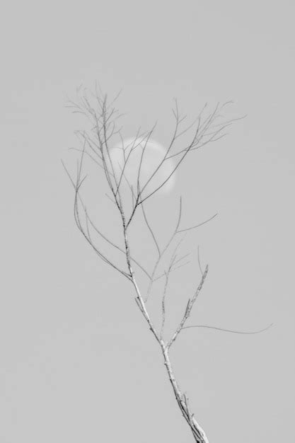 Premium Photo Moon And Tree