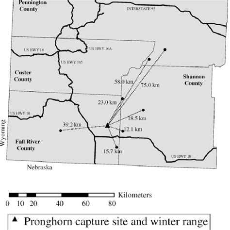 —migration And Dispersal Distance Of Radiocollared Female Pronghorns Download Scientific