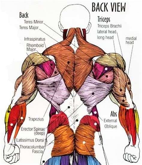 Male Back Muscle Groups Anatomy Pinterest Human Body Anatomy Muscle Anatomy And Body Anatomy