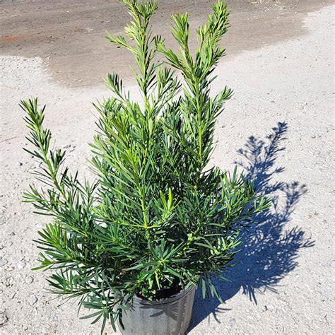 Podocarpus Macrophyllus Pringles Dwarf Yew Plum Pine Siteone Us