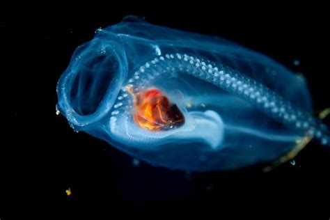 Salps A Surprising Jelly Like Relative Rnz