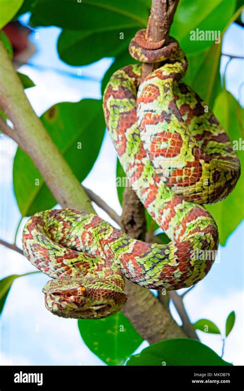 Snake Hanging In Tree Hi Res Stock Photography And Images Alamy