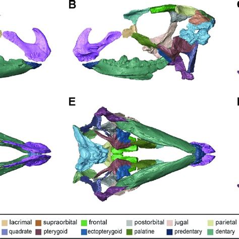 Palate Of Iani Smithi Ncsm 29373 Articulated Right Palatine Download Scientific Diagram
