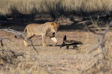 Honey Badger Vs Python