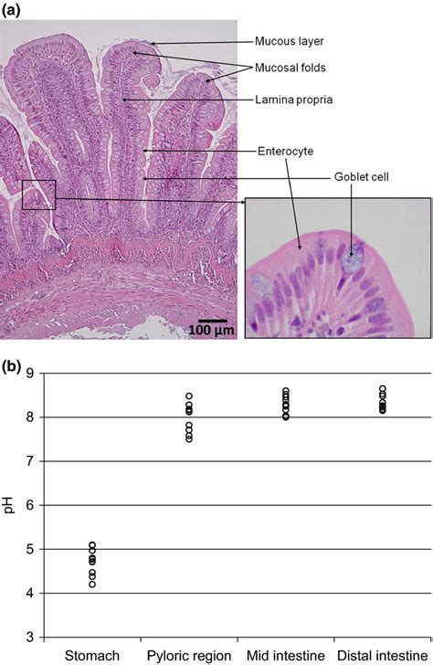 Structure Of The Gi Tract Wall A Histological Presentation Stained