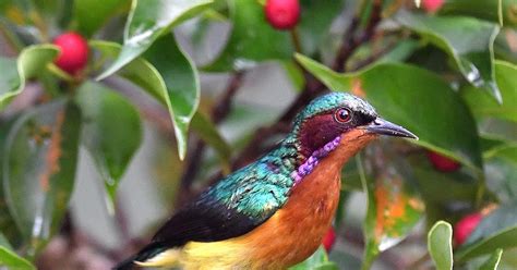 The Life Journey In Photography Ruby Cheeked Sunbird Male National Botanical Garden Shah