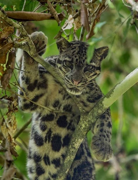 Clouded Leopard Clouded Leopard Leopard Habitat Wild Cats