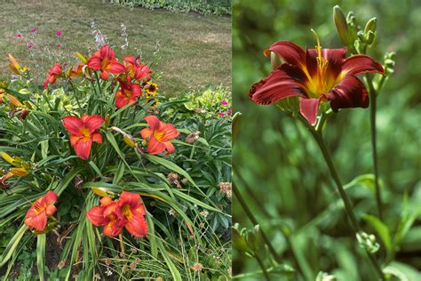 Lilies And Daylilies Whats The Difference — The Tulip Workshop