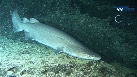Echinorhinus Cookei Shark References