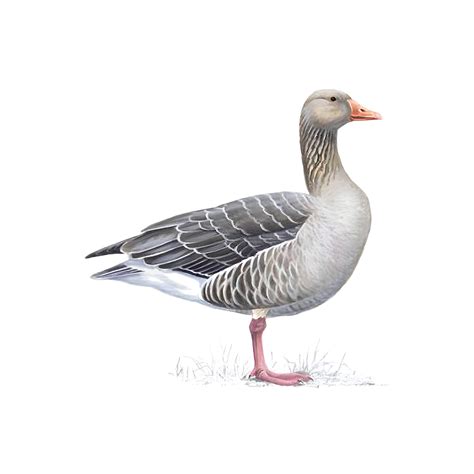 Greylag Goose Facts Anser Anser