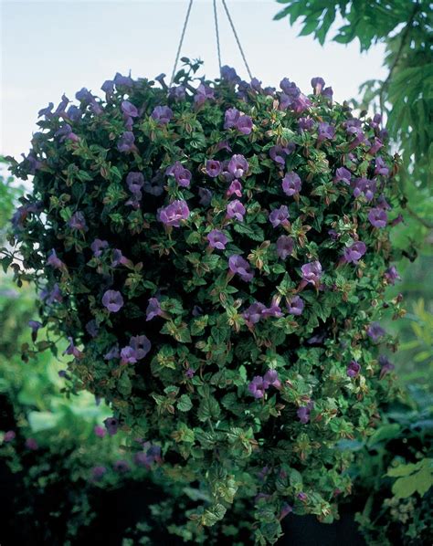 Exemplary Drought Resistant Hanging Plants Large Flat Baskets To Hang