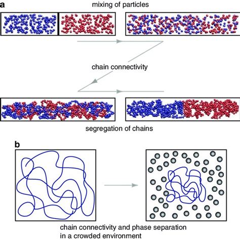 1 Schematic Illustration Of The Bacterial Cell Cycle Replication