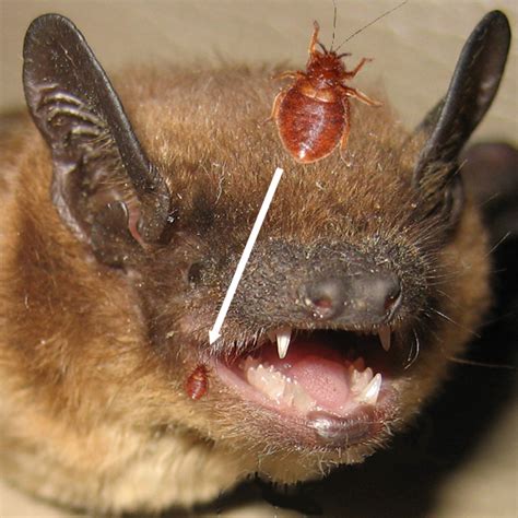 Brown Bat Bite