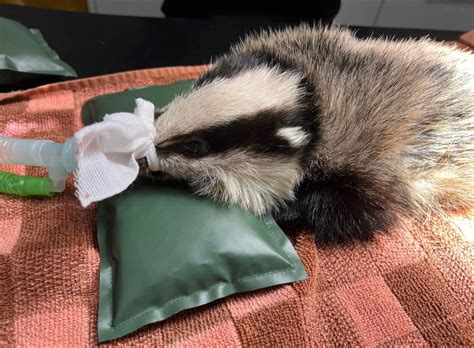 Anne Brummer On Linkedin Nationalbadgerday