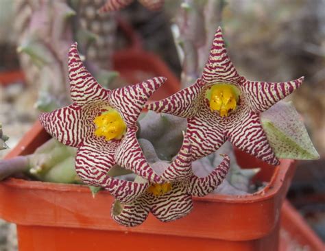 3107 Piaranthus Punctatus — Cactus Shop