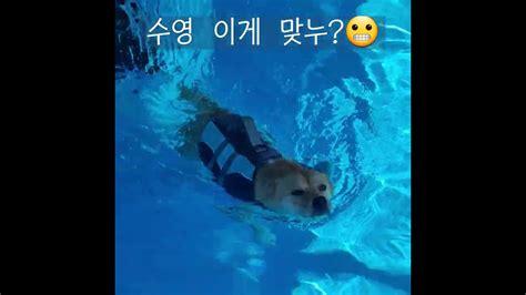 아기 시골자브종의 첫수영 용기를 내봐😅 강아지 수영 댕댕이 애견 귀여운 믹스견 Youtube