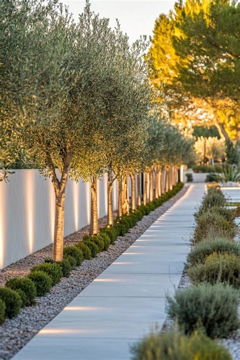 36 Olive Tree Landscaping Ideas For Mediterranean Charm