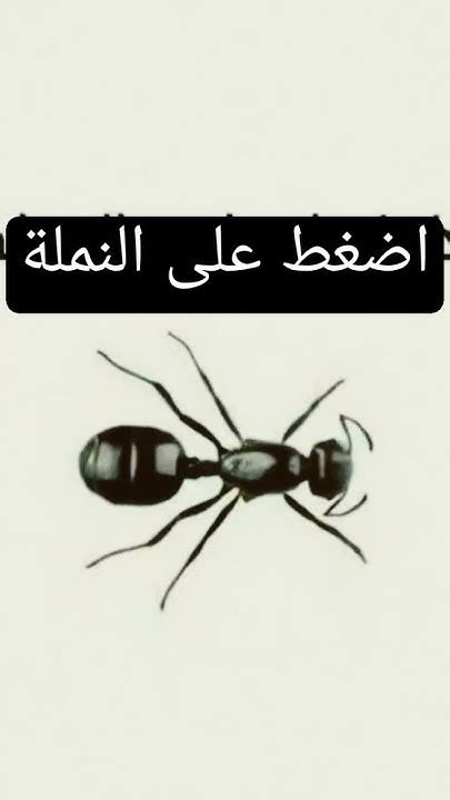 النملة ميتة حية اشتراك Youtube