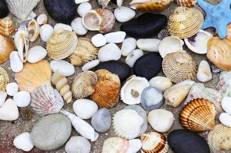 Premium Photo A Collection Of Shells On The Beach