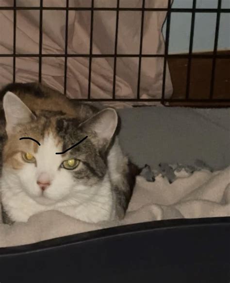 Do You Guys Have Chatty Cats Rcats