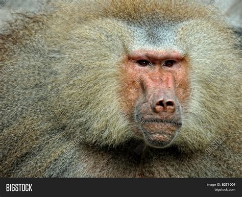 Baboon Face Image And Photo Free Trial Bigstock