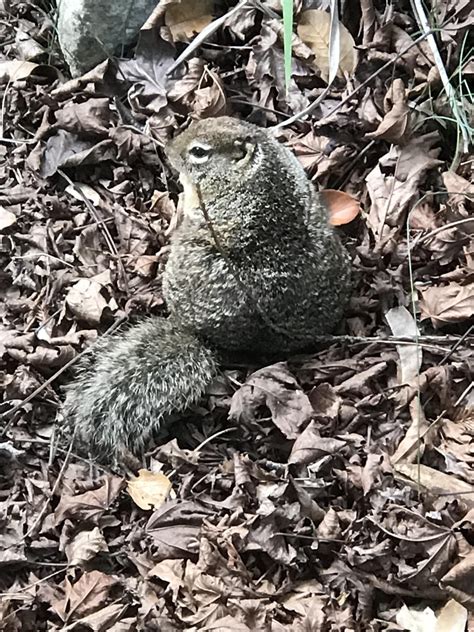 Fat Squirrel Compilation Rucsc